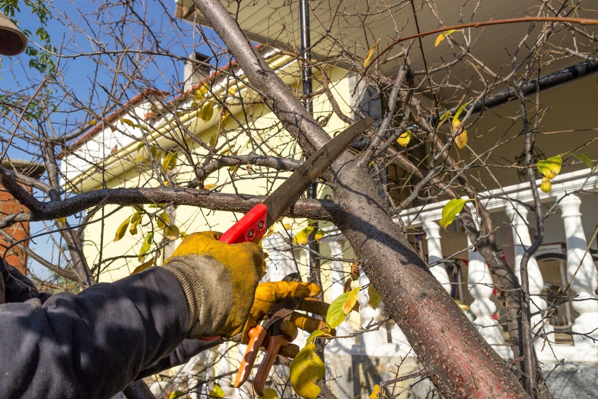 How to Safely Trim Trees