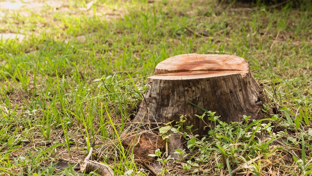 Rooting Out the Problem: Stump Grinding for Better Drainage
